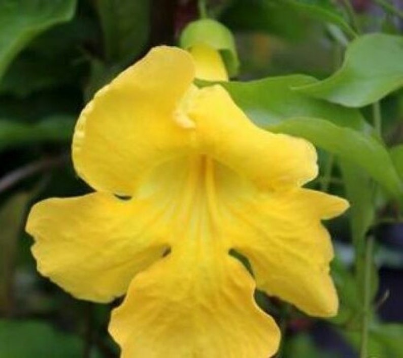 Yellow Bignonia Crossvine Plant - Rooted Starter Live Plant in Pot 2 ...