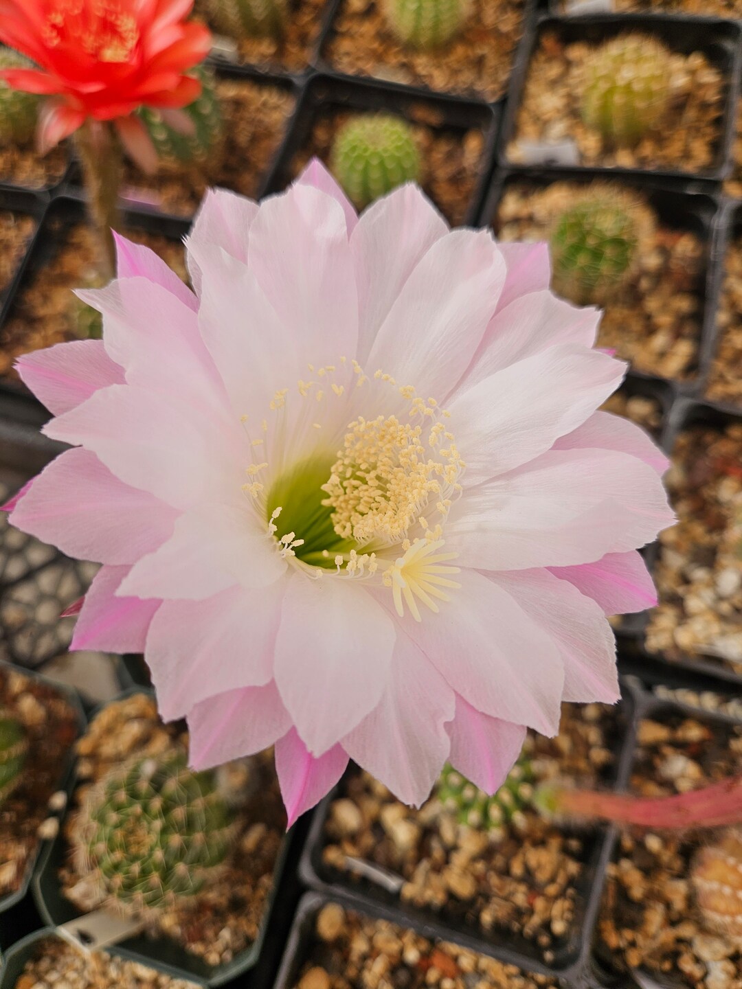 Echinopsis Hybrid #424 Seed Grown, Shown in 3.5" Pot, Flowered 2023 - Etsy