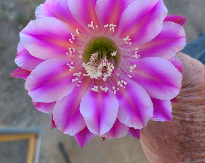 Echinopsis Schick Hybrid bridget Beauty, 1 Well Rooted Plant, Shown in ...