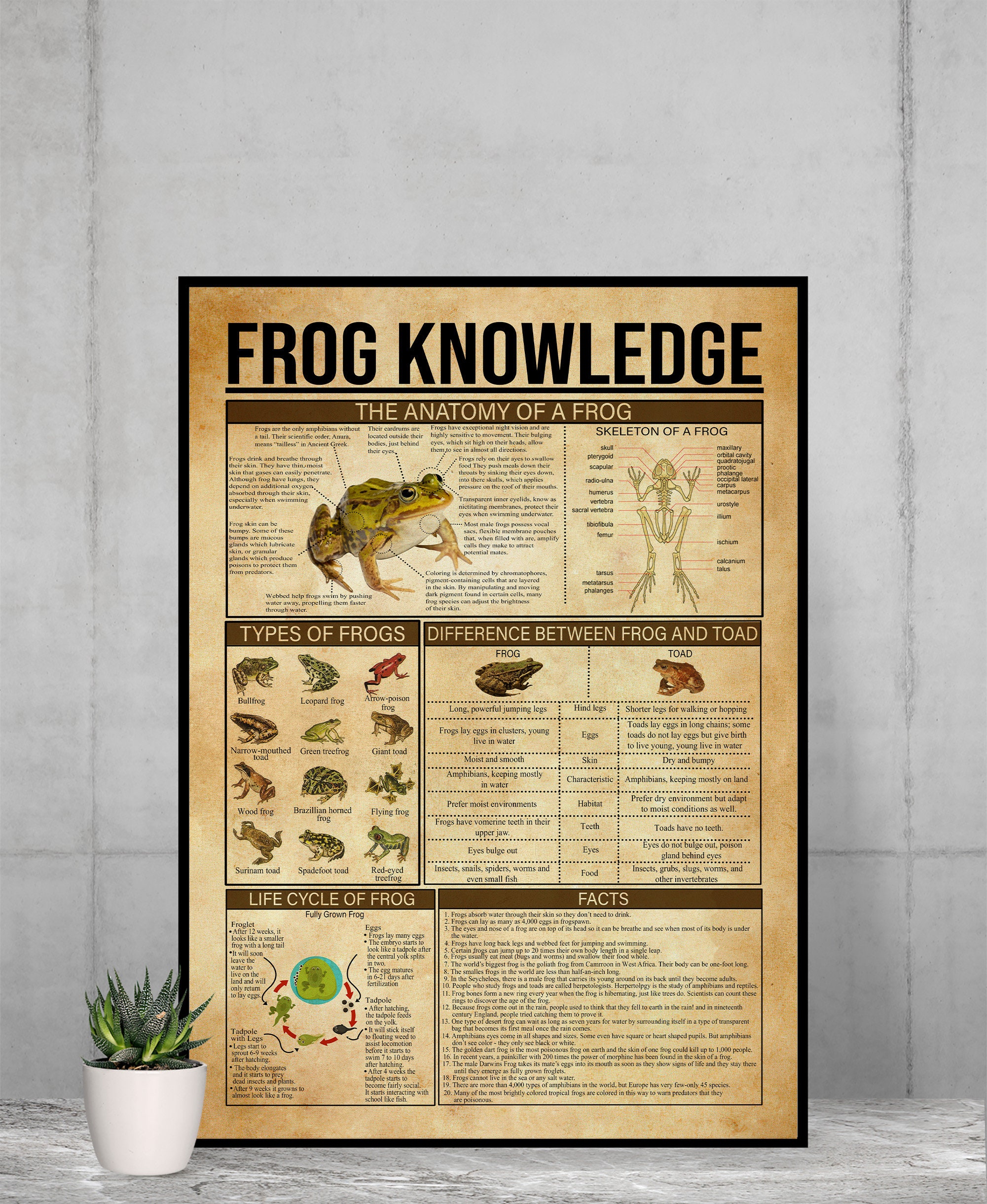 Frog Knowledge Poster, Types of Frog Wall Art, the Anatomy of A Frog ...