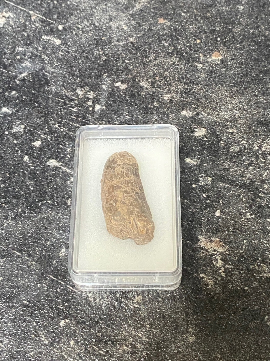 Extremely Rare Early Dinosaur Tooth Spinostropheus Gautieri Theropod ...