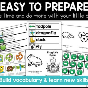 Pond Preschool Lesson Plans and Curriculum | Frog Life Cycle Activities ...