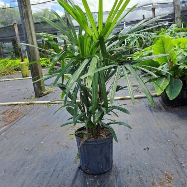 Lady Palm - Etsy