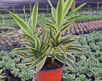 Song of India Tree - Etsy