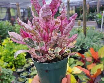 Tri Color Plant - Etsy