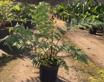 Tree Fern Pot - Etsy