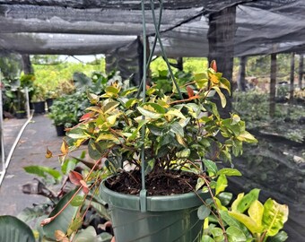 Trailing Jasmine - Etsy