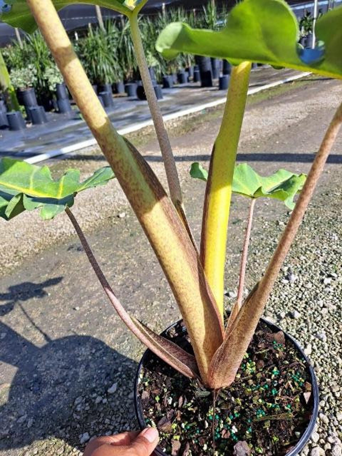 alocasia-golden-dragon-3-4-feet-tall-etsy-ireland