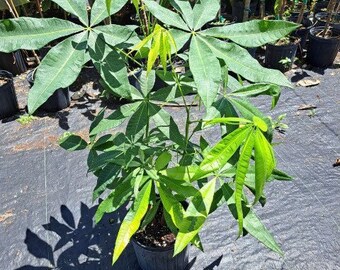 Variegated Money Tree - Etsy