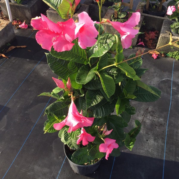 Pink Mandevilla - Etsy