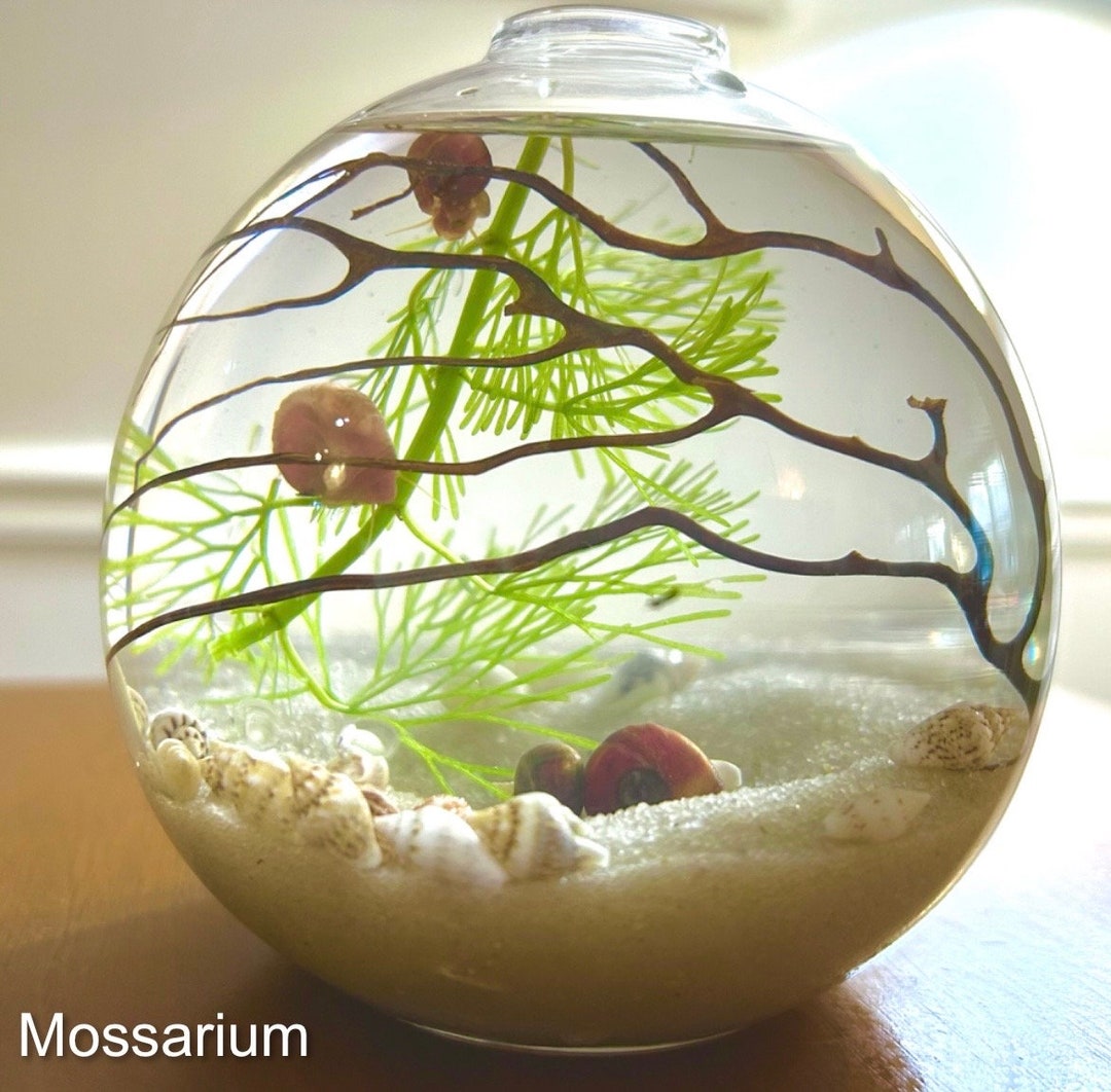Custom Snail Ecosystem With Natural Beach Sand - Etsy