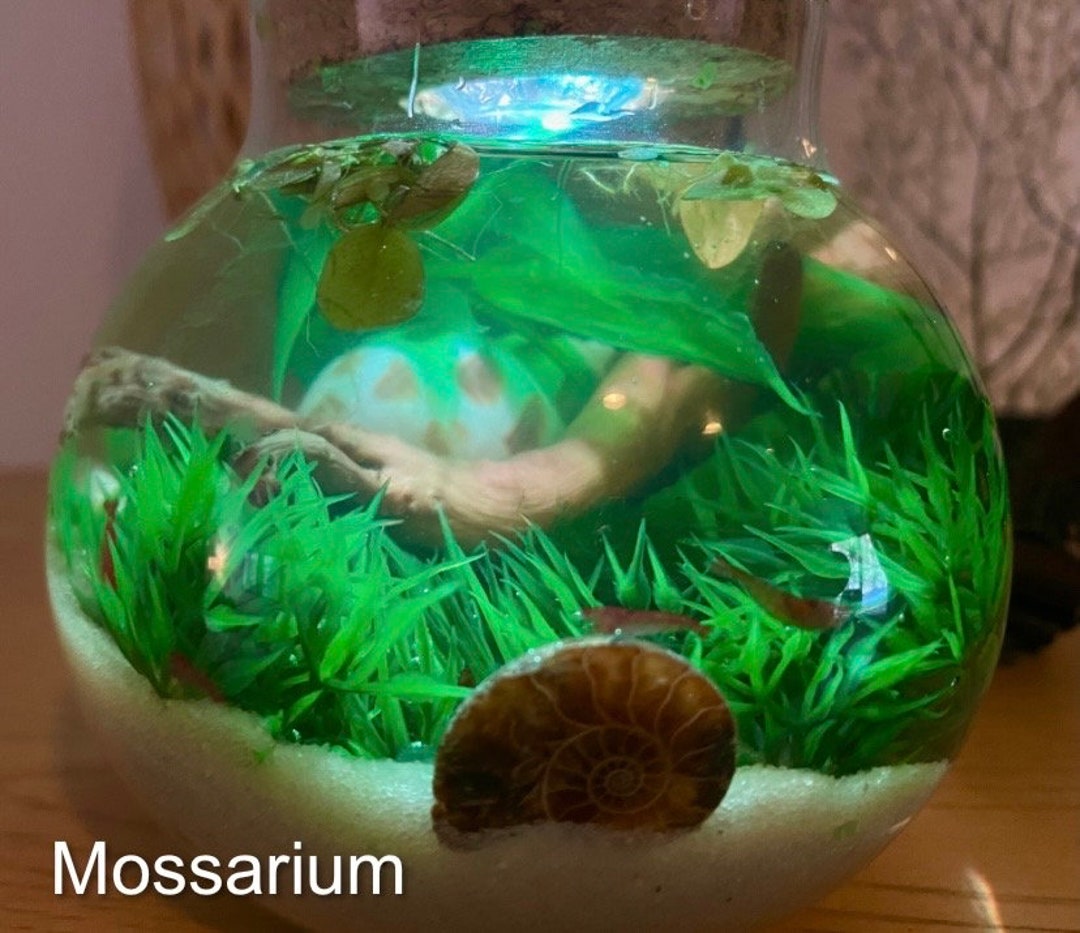 Planted Shrimp Ecosphere With Argonite - Etsy