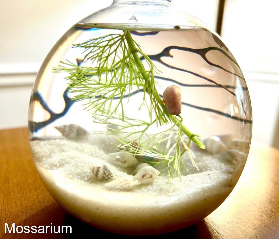 Custom Snail Ecosystem With Natural Beach Sand - Etsy