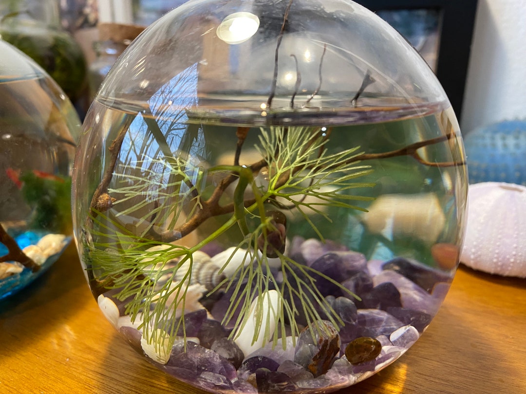 Custom Snail Ecosystem With Agate Rocks - Etsy