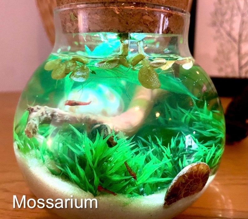 Planted Shrimp Ecosphere With Argonite - Etsy
