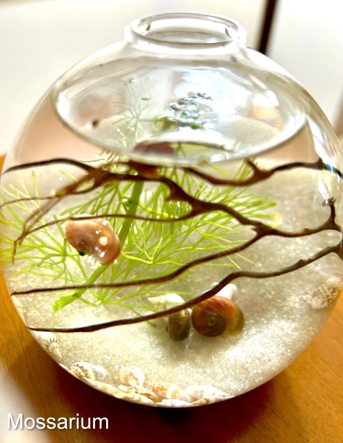 Custom Snail Ecosystem With Natural Beach Sand - Etsy