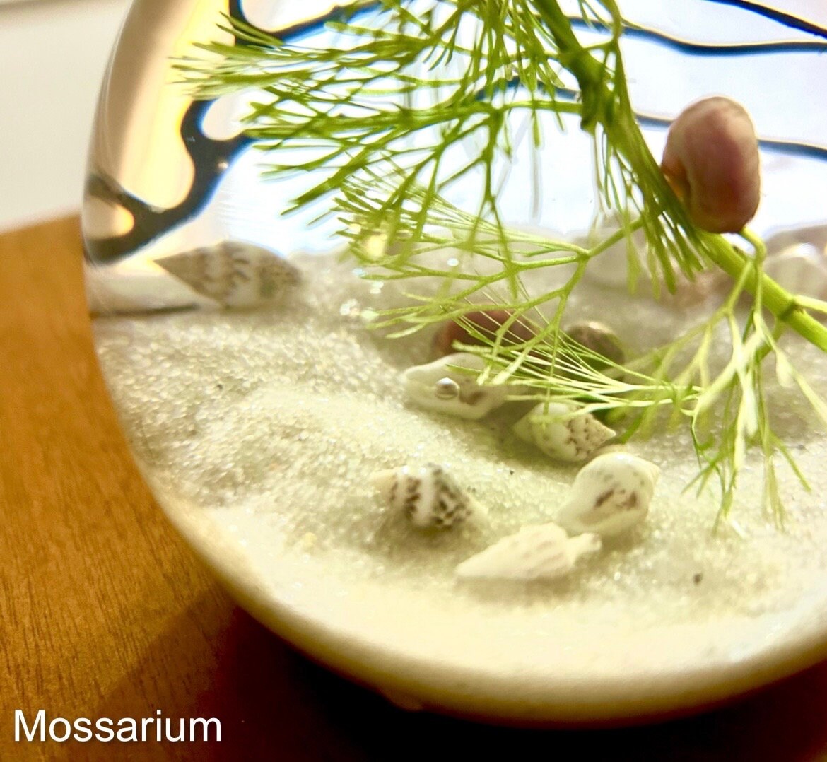 Custom Snail Ecosystem With Natural Beach Sand - Etsy