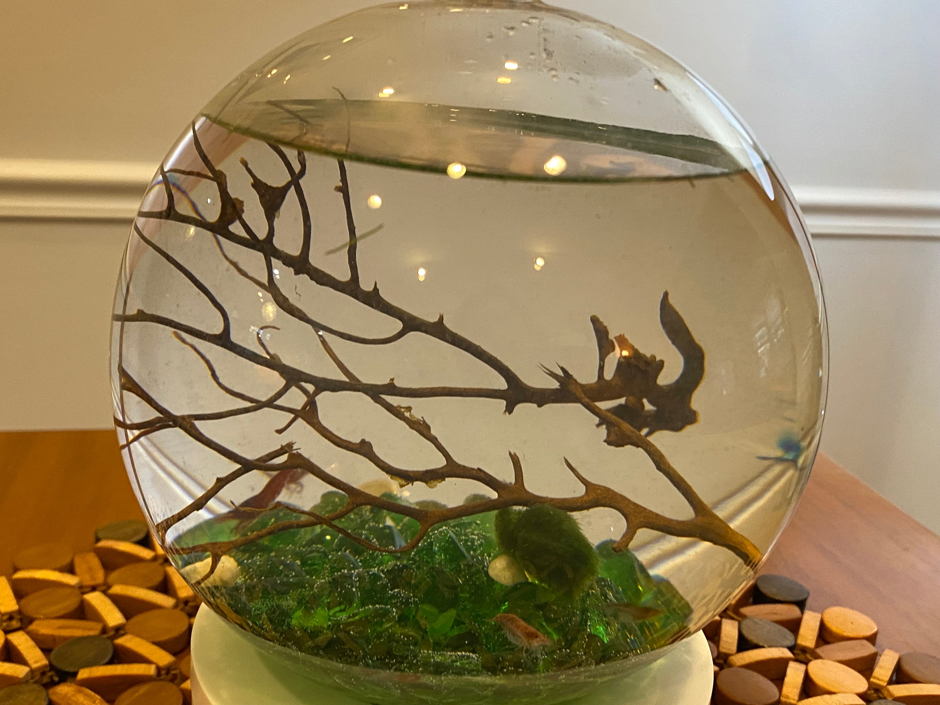 Custom Shrimp Ecosphere - Etsy Singapore