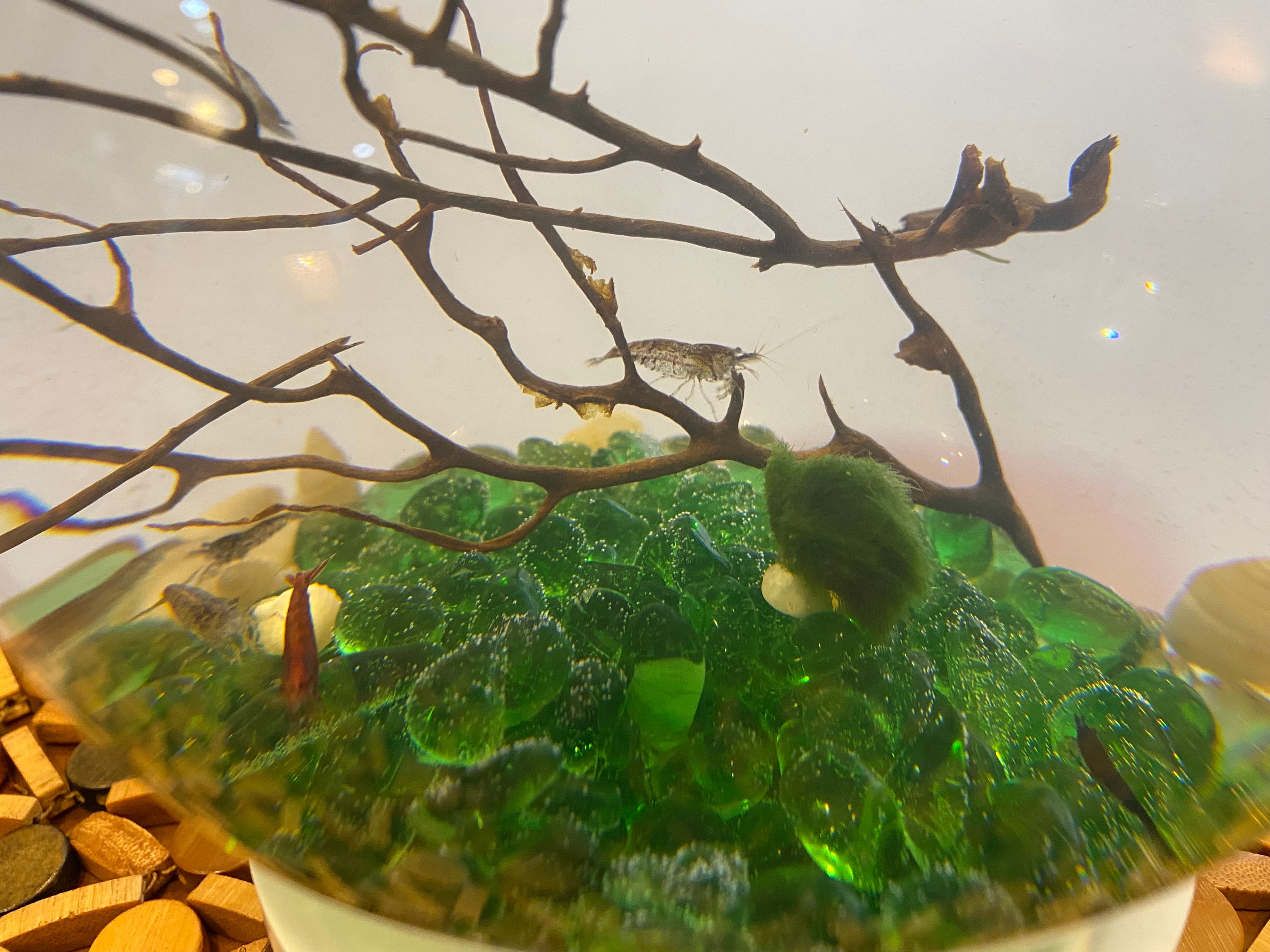 Closed Ecosystem Sphere ShrimpsCity Glass Self-Sustaining Shrimp ...
