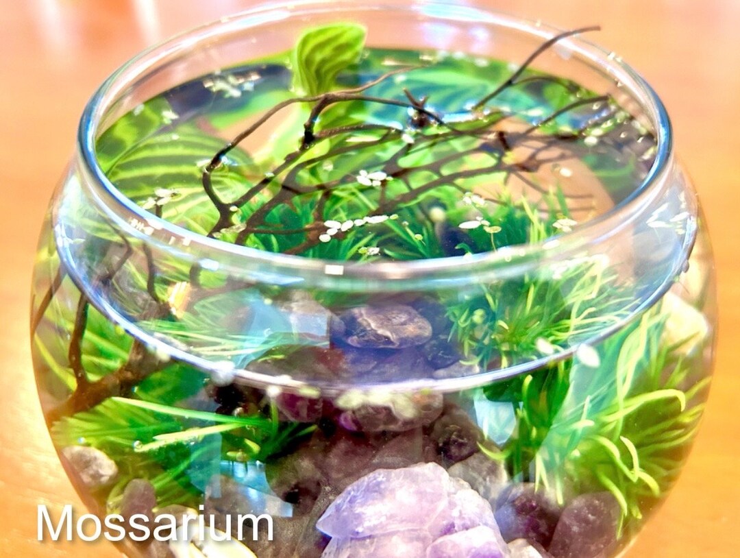 Custom Planted Snail Ecosphere With Purple Agate - Etsy
