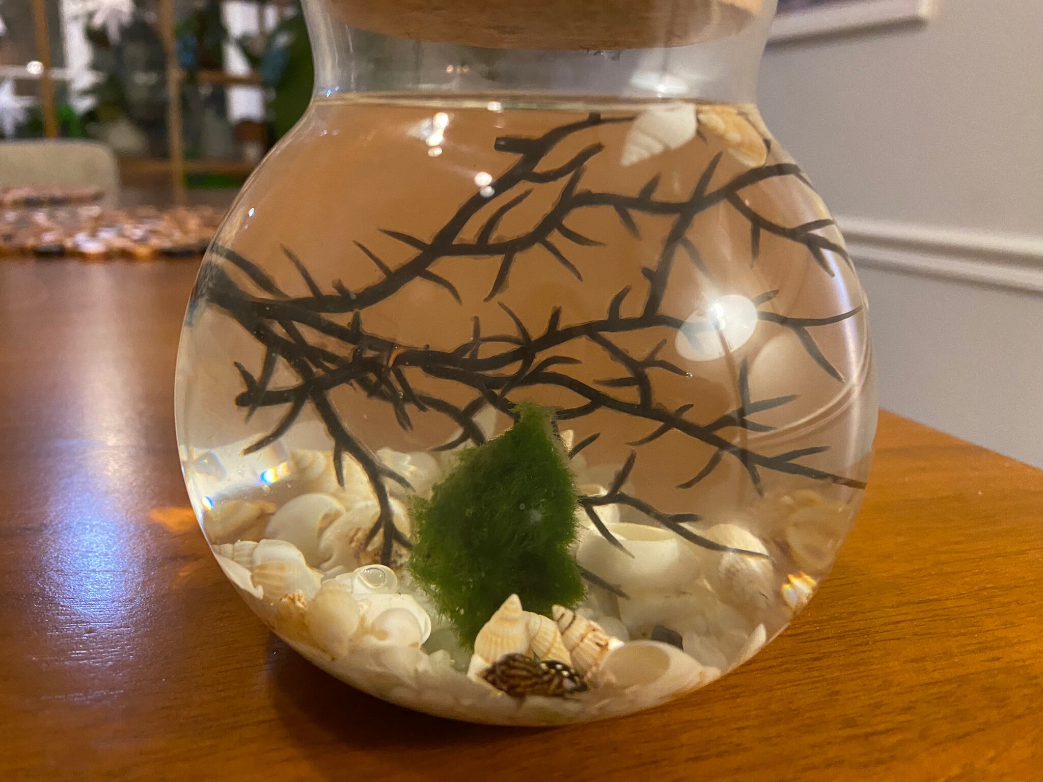 Snail Ecosystem With Marimo Moss - Etsy