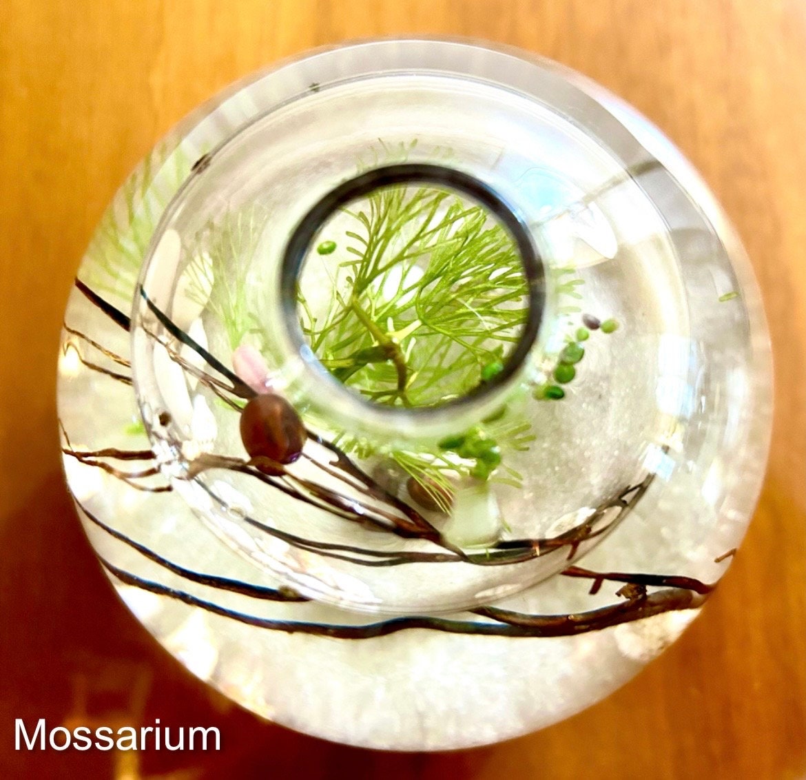 Custom Snail Ecosystem With Natural Beach Sand - Etsy