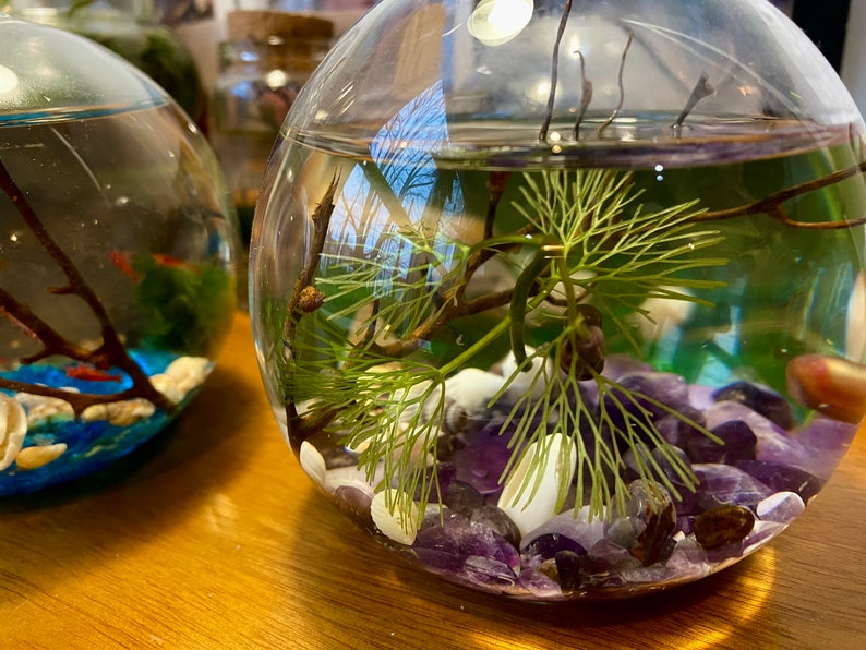 Custom Snail Ecosystem With Agate Rocks - Etsy
