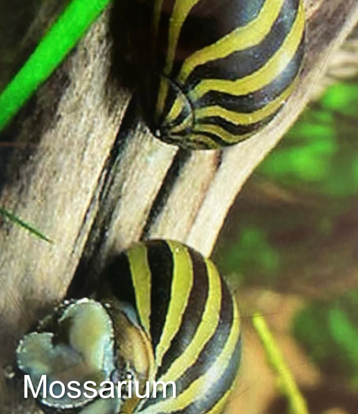 Custom Planted Snail Ecosphere With Nerite Snails - Etsy