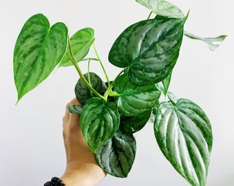 Philodendron Brandi - Etsy