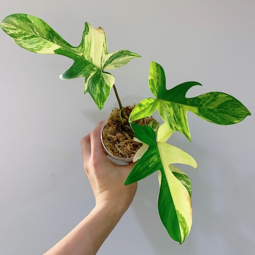 US Seller Philodendron Verrucosum Super 'mini' Red - Etsy