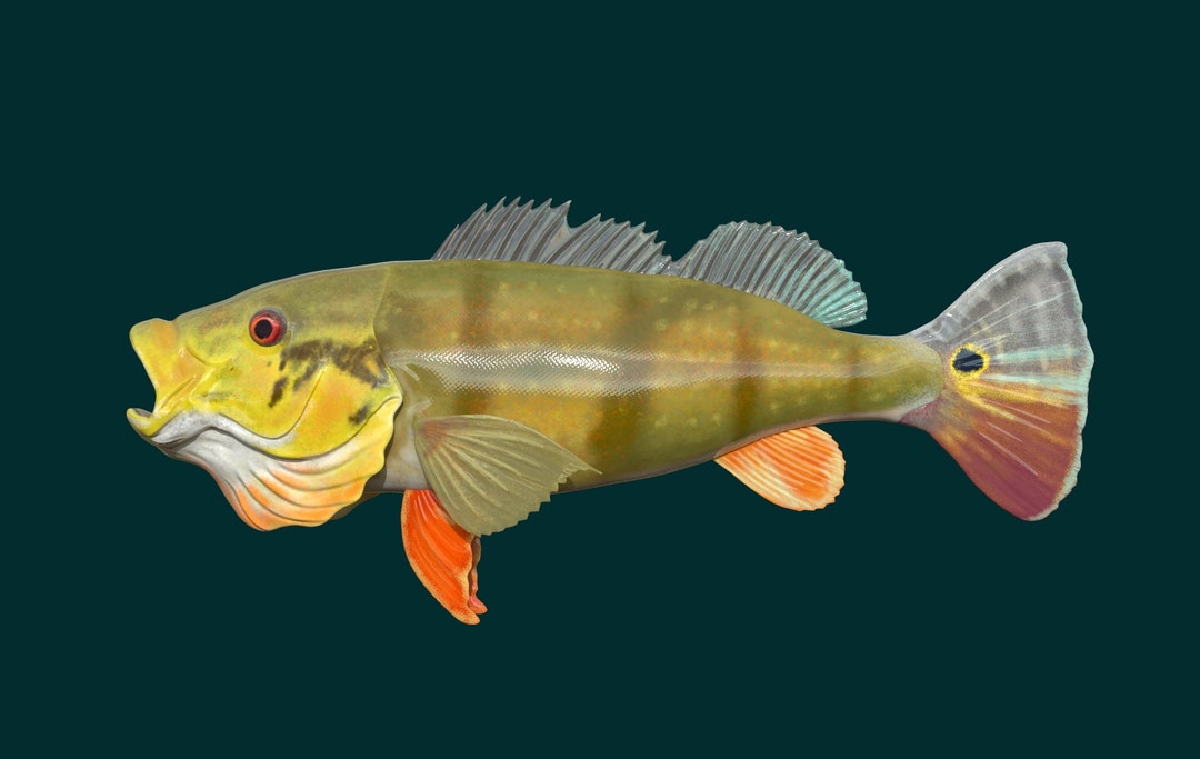 Perch Fish 3D Printable Model - Etsy