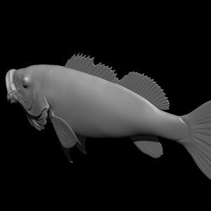 Perch Fish 3D Printable Model - Etsy