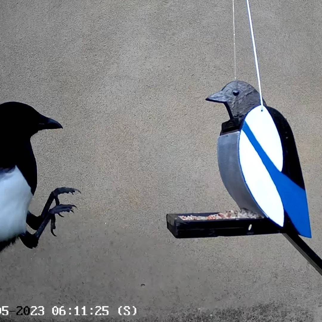 Magpie Bird Feeder / Wildlife Feeder - Etsy