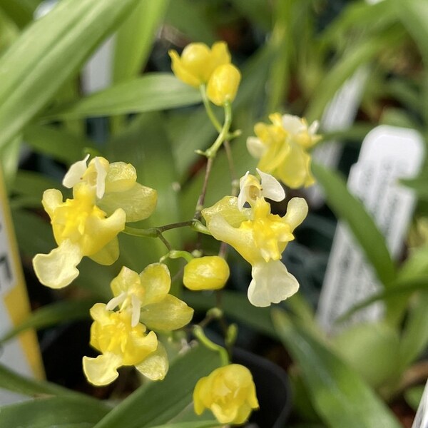 Miniature Orchid - Etsy