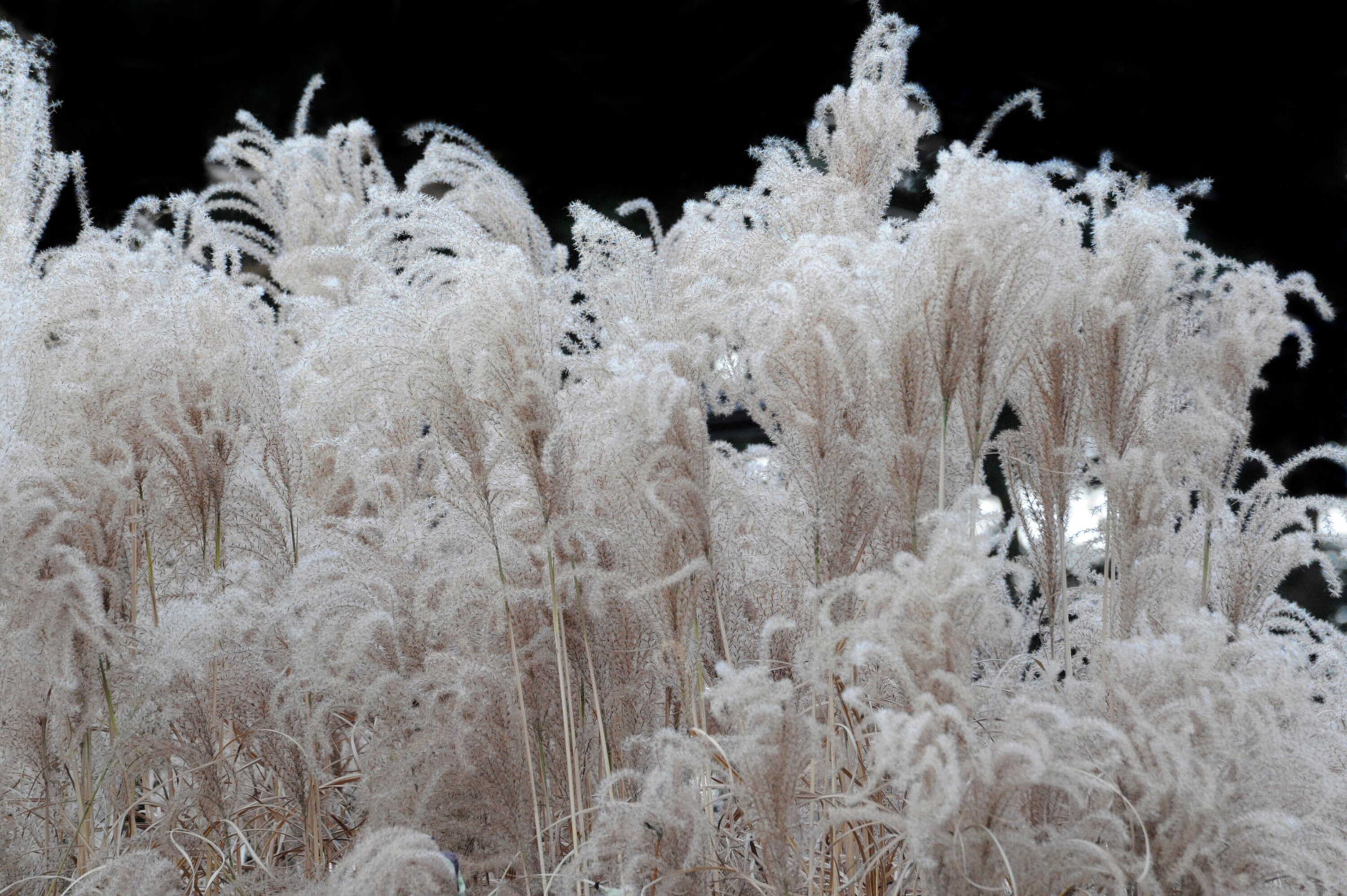 Ornamental Grass String Theory - Etsy