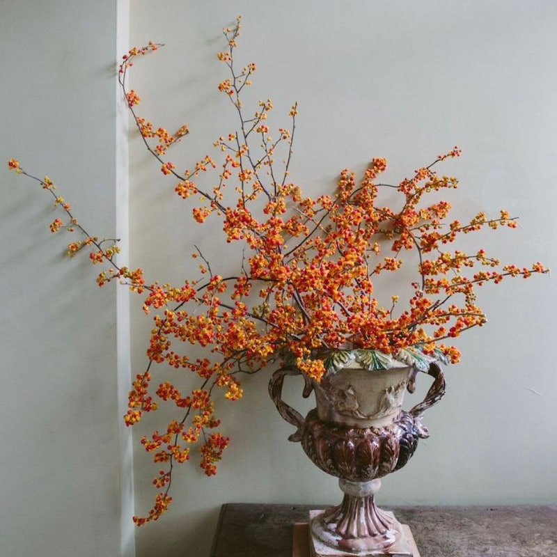 Bittersweet Vine Decor - Etsy