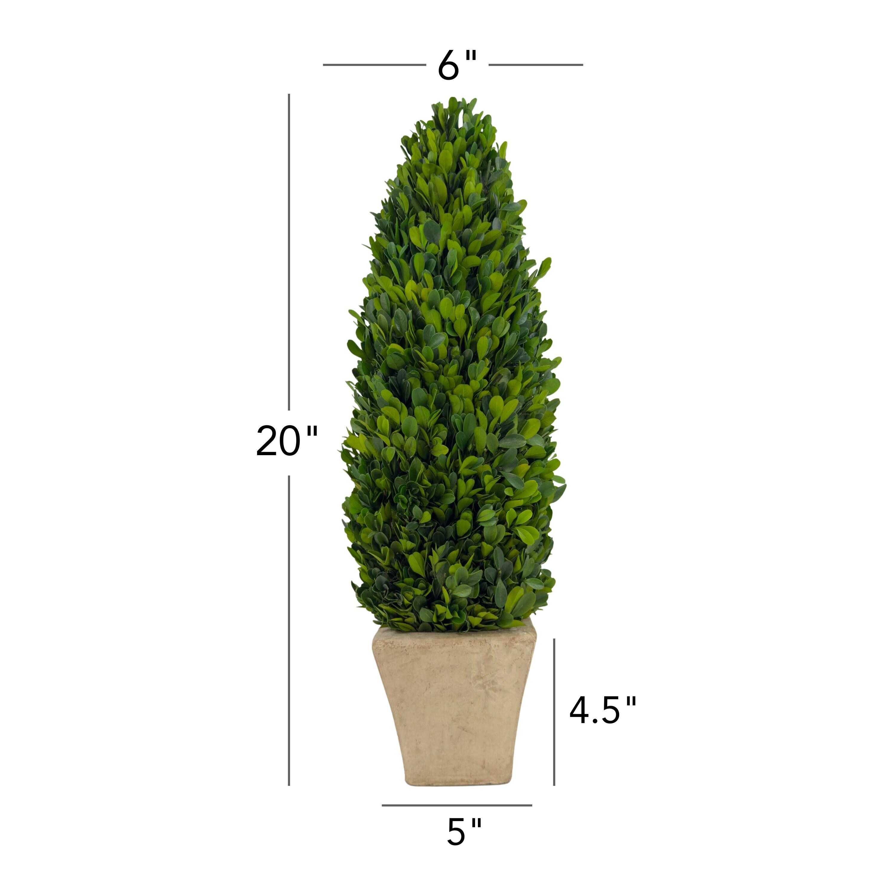 Real Preserved Cone-shaped Boxwood Topiary / Sizes: 12", 16", 20" Tall ...
