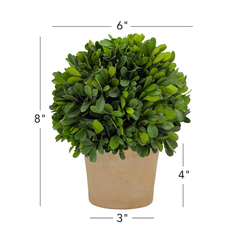 Real Preserved Boxwood Topiary Pots / Sizes: 6", 8", 12", 16" - Etsy