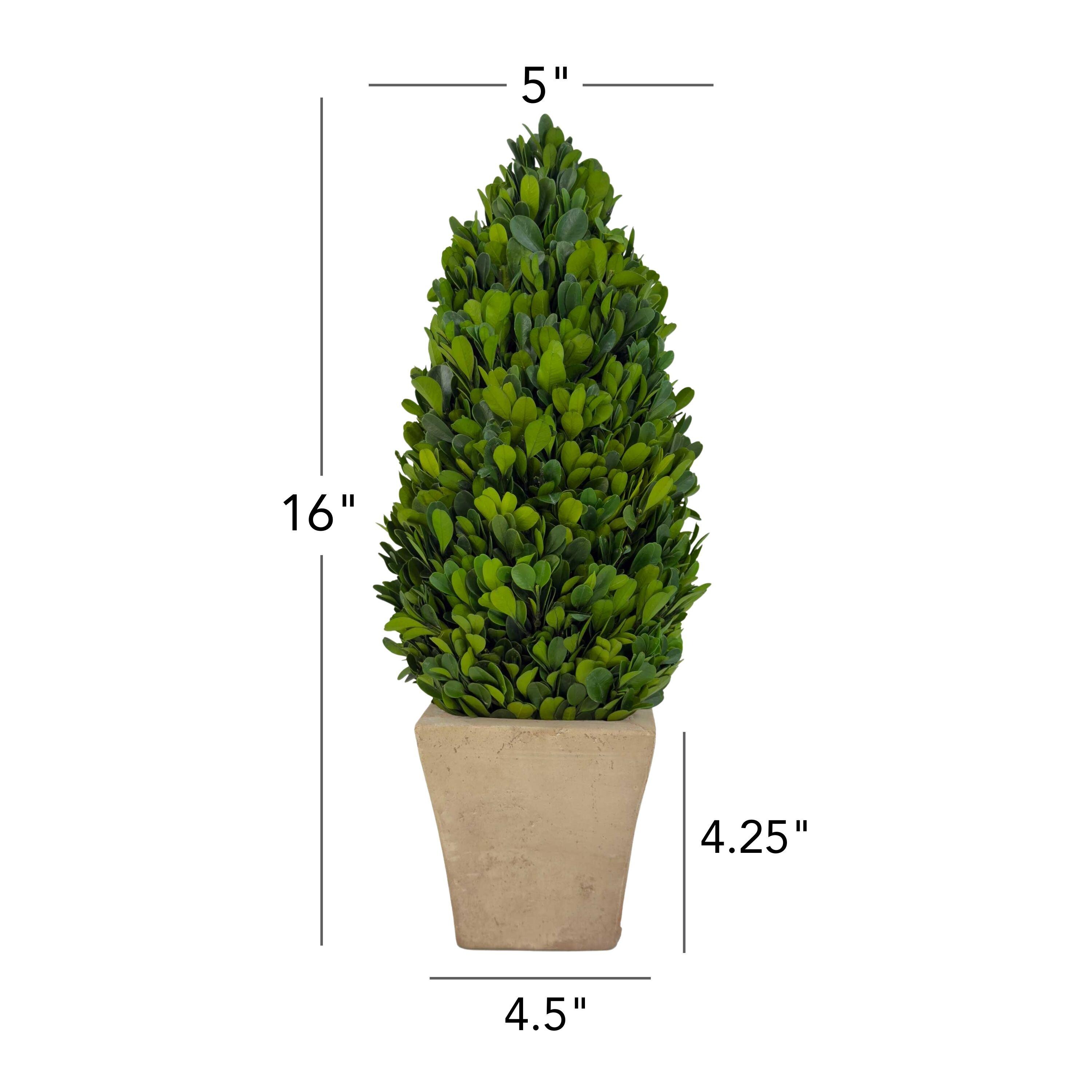 Real Preserved Cone-shaped Boxwood Topiary / Sizes: 12", 16", 20" Tall ...