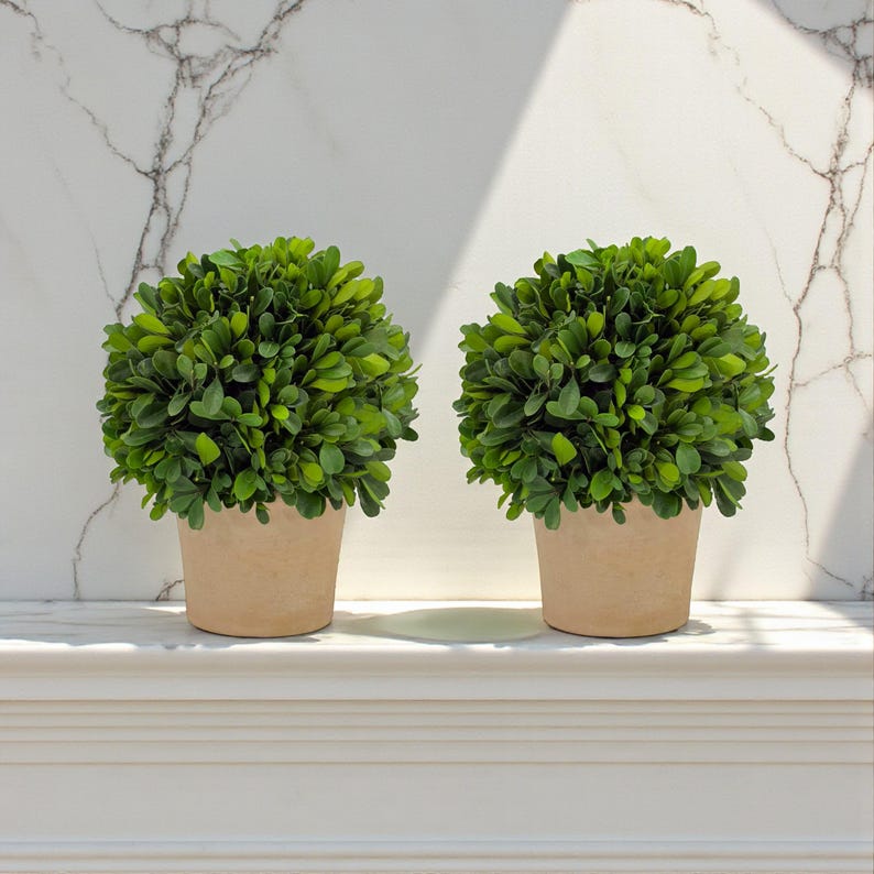 Real Preserved Boxwood Topiary Pots / Sizes: 6", 8", 12", 16" - Etsy