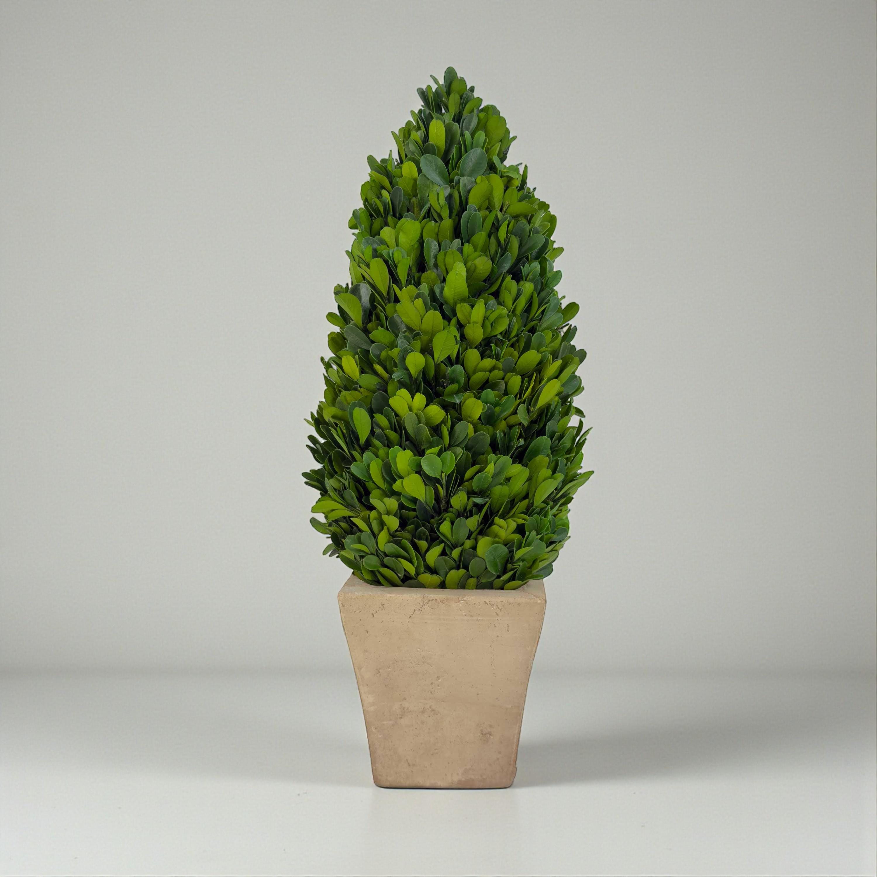 Real Preserved Cone-shaped Boxwood Topiary / Sizes: 12", 16", 20" Tall ...