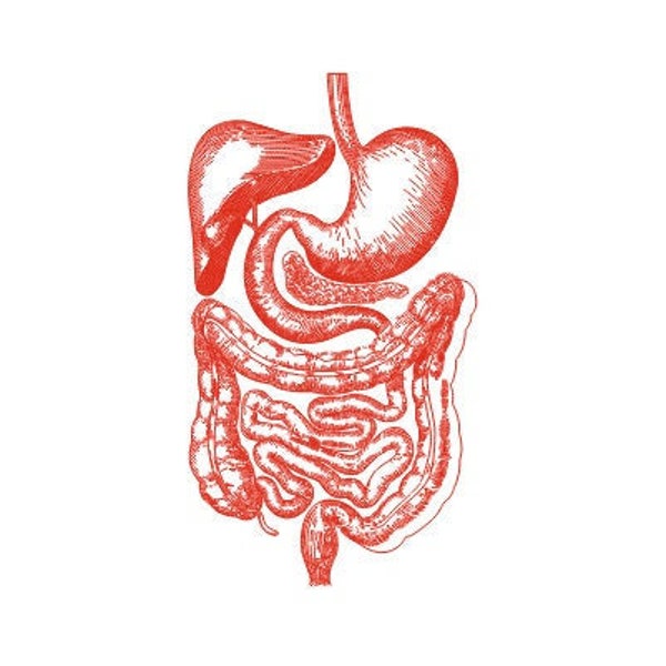 Digestive System Svg - Etsy
