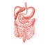 Digestive System, Vector Line Drawing Illustration, AI, CDR, DXF, Eps ...