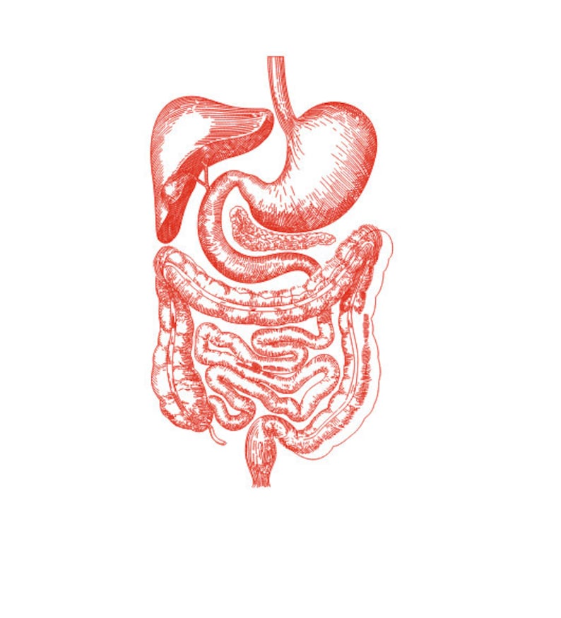 Digestive System, Vector Line Drawing Illustration, AI, CDR, DXF, Eps ...