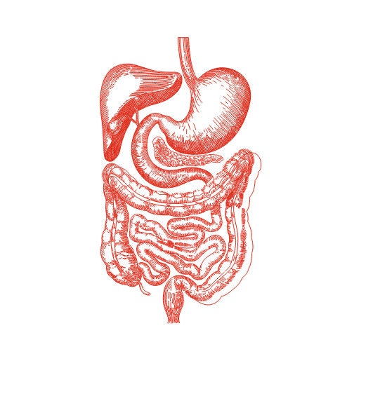 Digestive System, Vector Line Drawing Illustration, AI, CDR, DXF, Eps ...