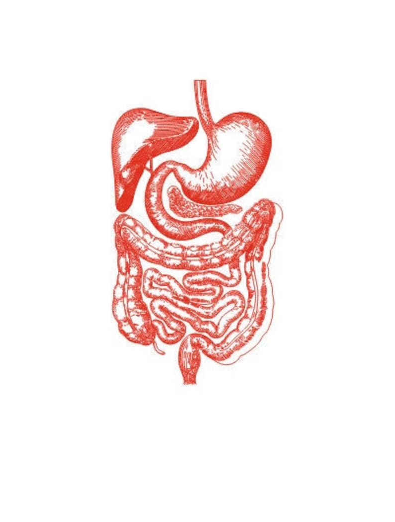 Digestive System, Vector Line Drawing Illustration, AI, CDR, DXF, Eps ...