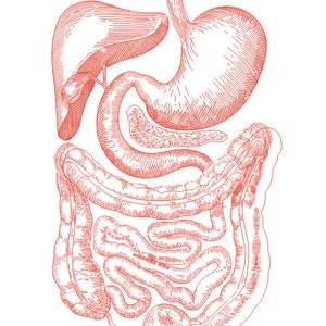 Digestive System, Vector Line Drawing Illustration, AI, CDR, DXF, Eps ...