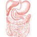 Digestive System, Vector Line Drawing Illustration, AI, CDR, DXF, Eps ...