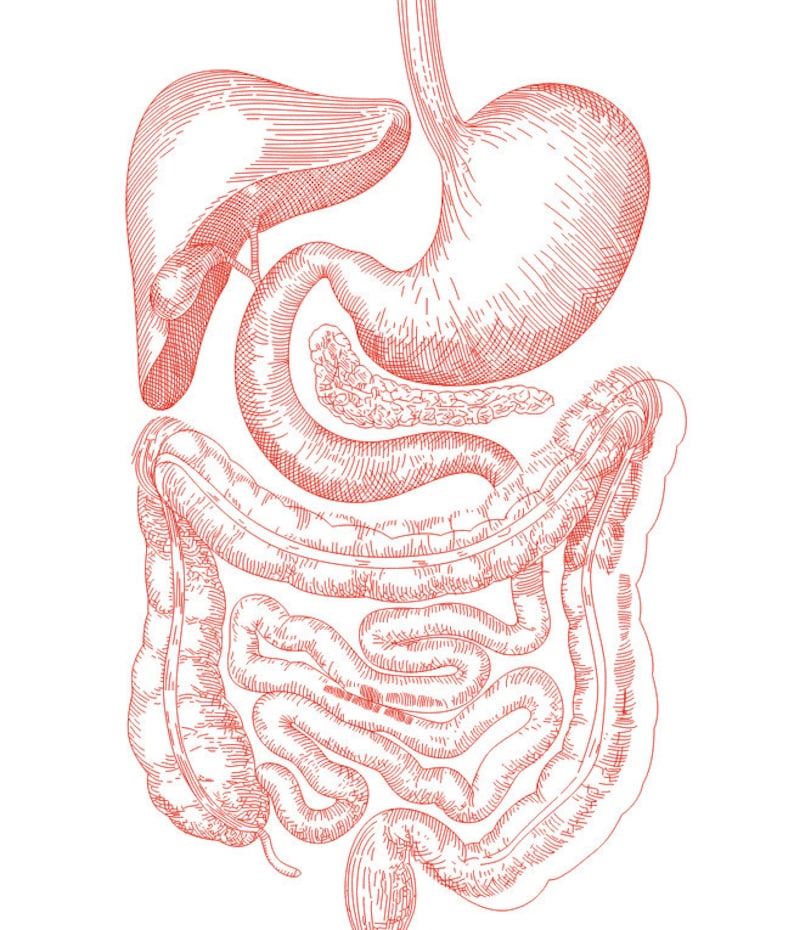 Digestive System, Vector Line Drawing Illustration, AI, CDR, DXF, Eps ...