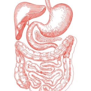 Digestive System, Vector Line Drawing Illustration, AI, CDR, DXF, Eps ...